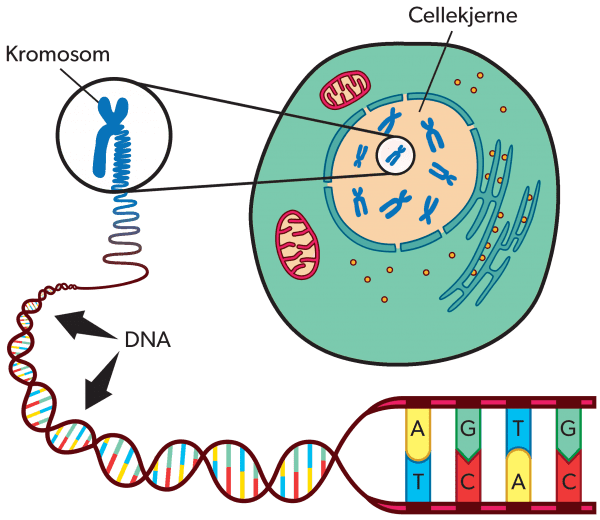 DNA – arvestoffet i alle celler - Aschehoug Univers
